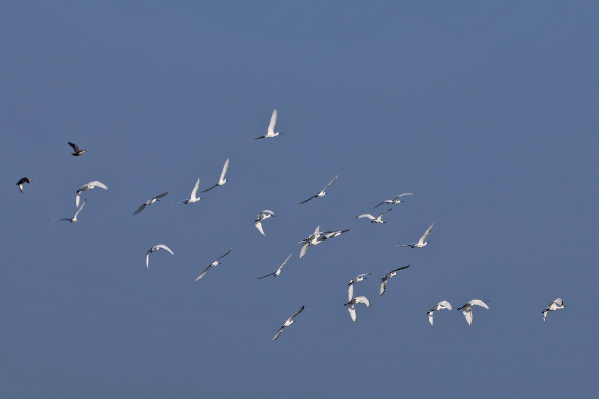 spoonbill sp. - eBird
