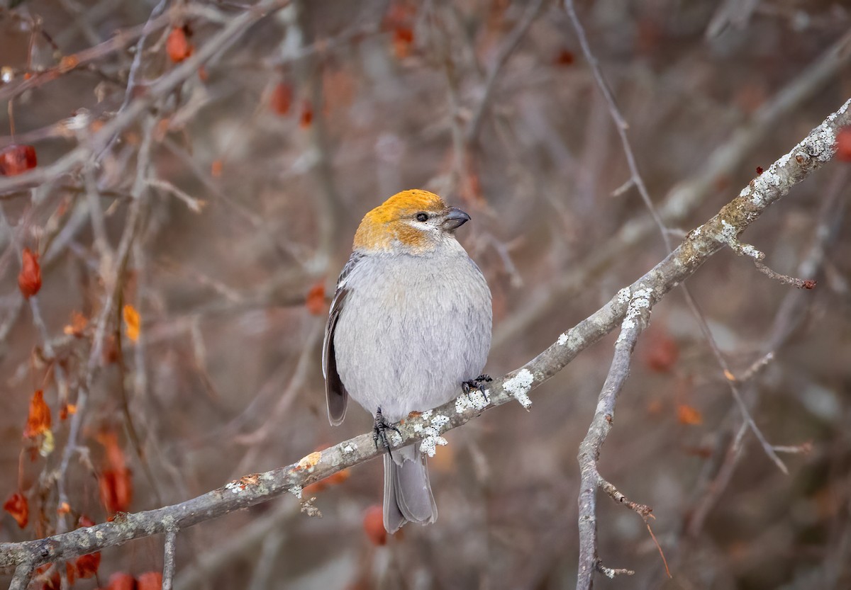 eBird Checklist - 24 Feb 2024 - Dunbar Forest - 3 species