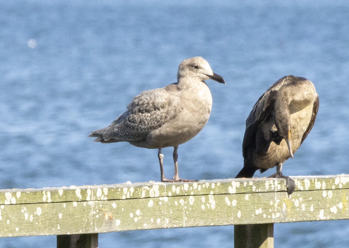 eBird Checklist - 24 Feb 2024 - Pt. Reyes--Fish Docks (DO NOT INCLUDE ...