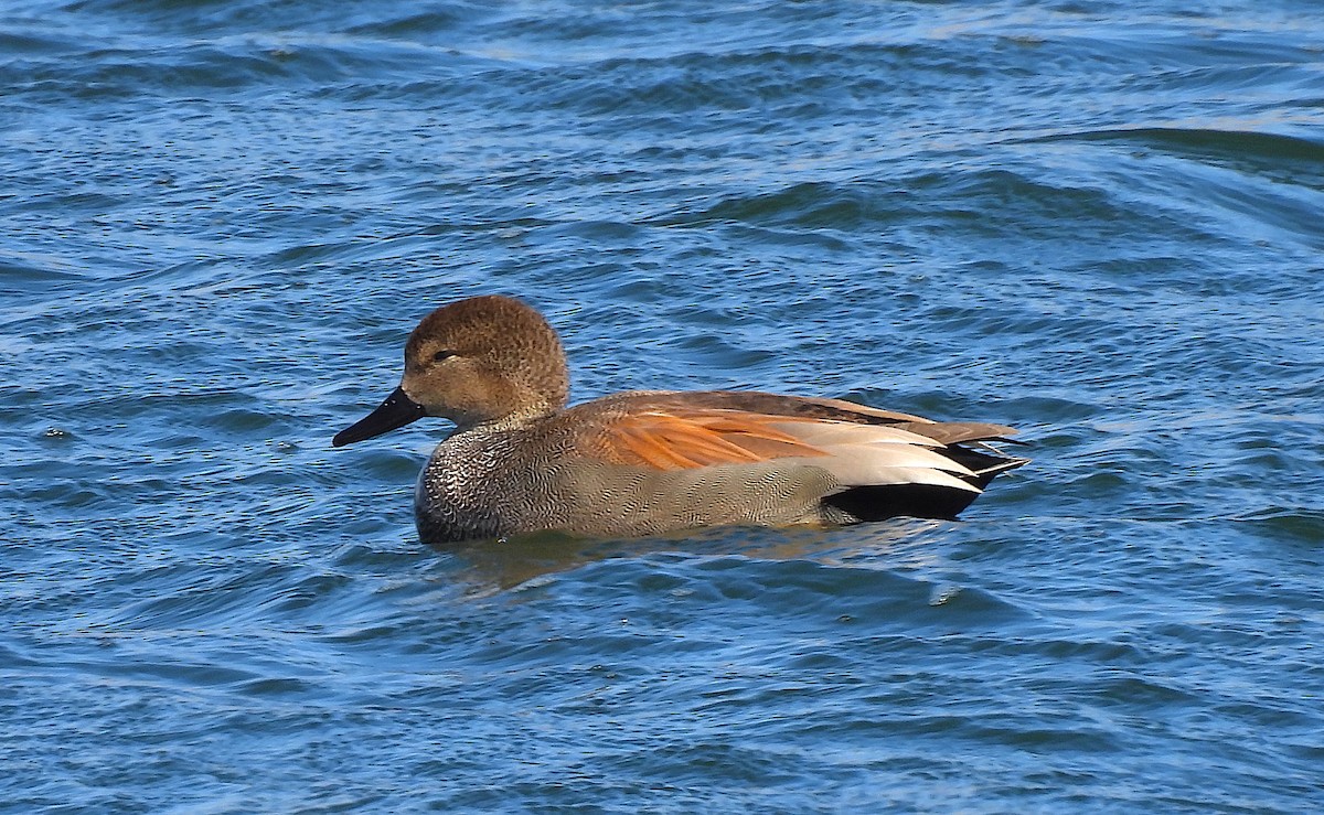 eBird Checklist - 24 Feb 2024 - Rocky Mountain Arsenal NWR - 48 species ...