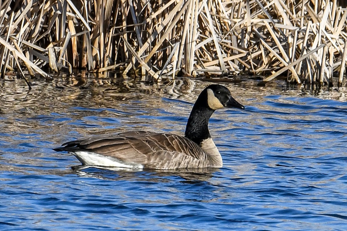 eBird Checklist - 24 Feb 2024 - Cone Marsh WMA - 34 species