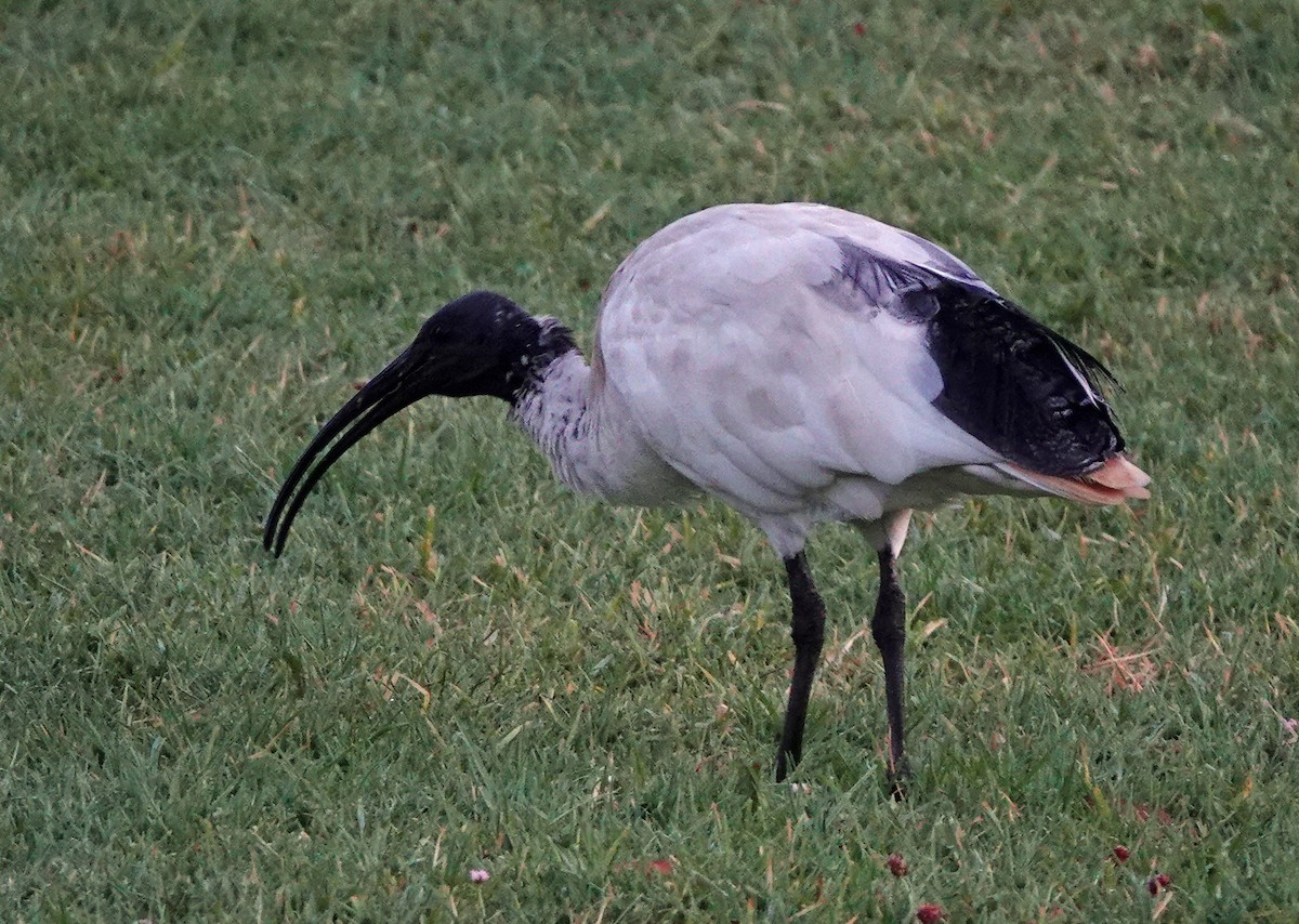 eBird Checklist - 25 Feb 2024 - Tarralla Creek Trail - 7 species