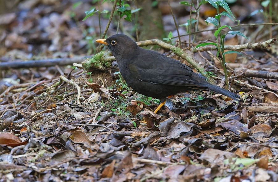 Island Thrush (Luzon) - eBird