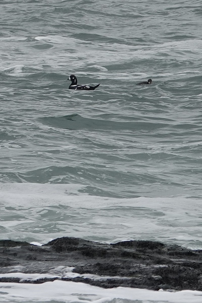 eBird Checklist - 24 Feb 2024 - Sachuest Point NWR - 18 species