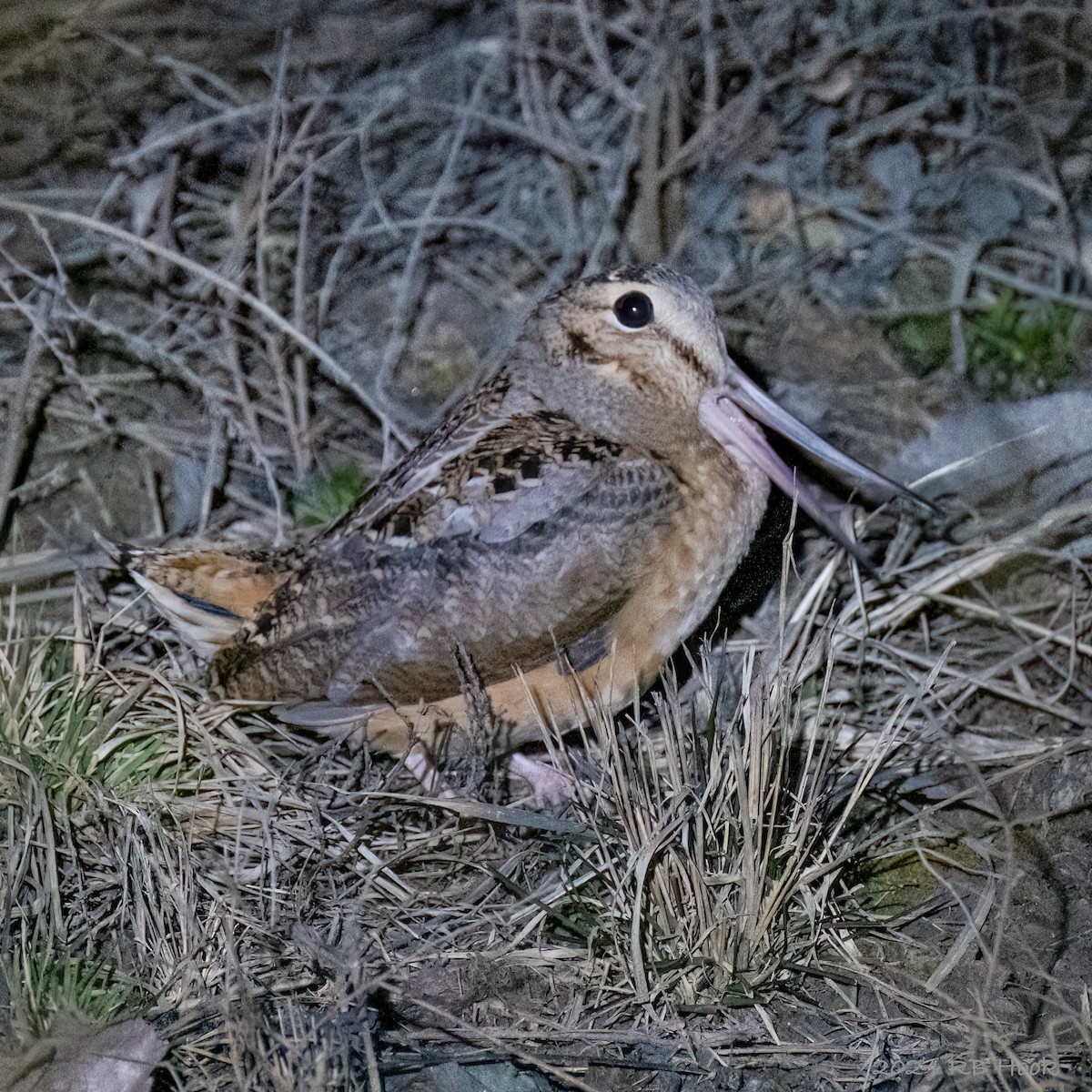 eBird Checklist - 23 Feb 2024 - Fernald Preserve--Sycamore and Shingle ...