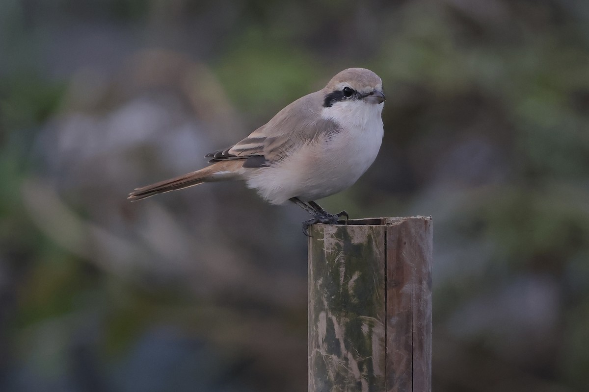 Taiwan Bird Atlas Checklist - 25 Feb 2024 - 鯤鯓286之20號, 將軍區 TW-TNN 23. ...
