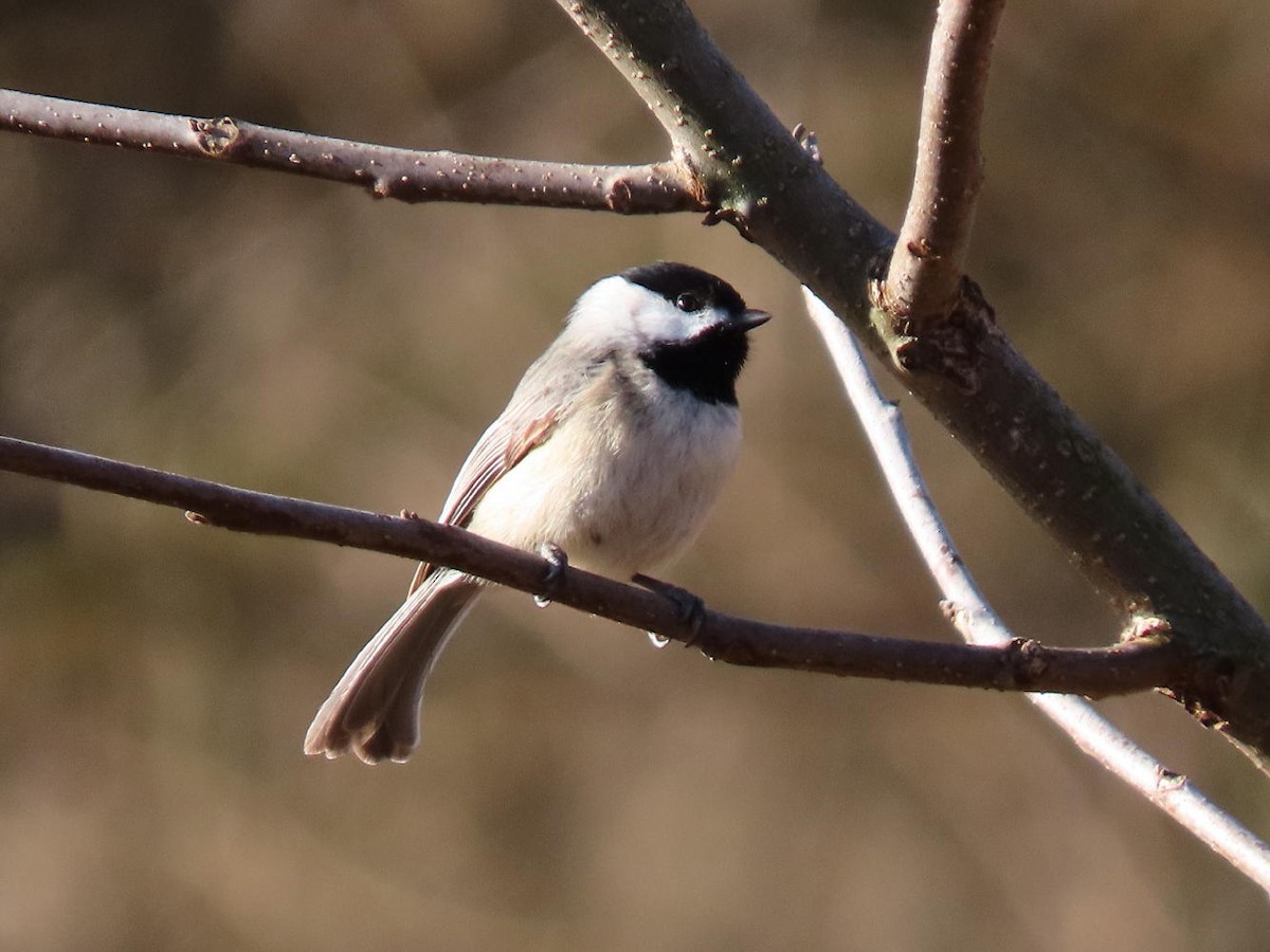 Pennsylvania Bird Atlas Checklist - 25 Feb 2024 - Pinewoods Park - Chambersburg - 29 species