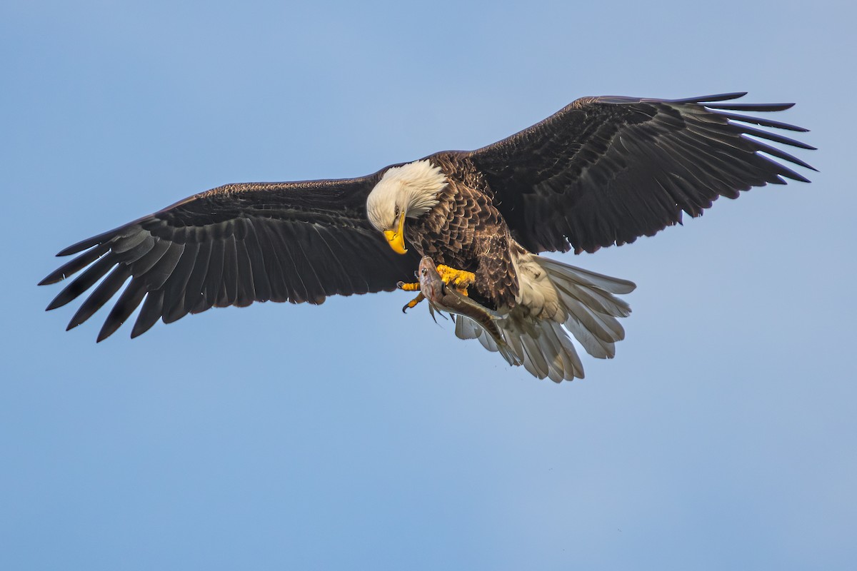 ML615299861 - Bald Eagle - Macaulay Library