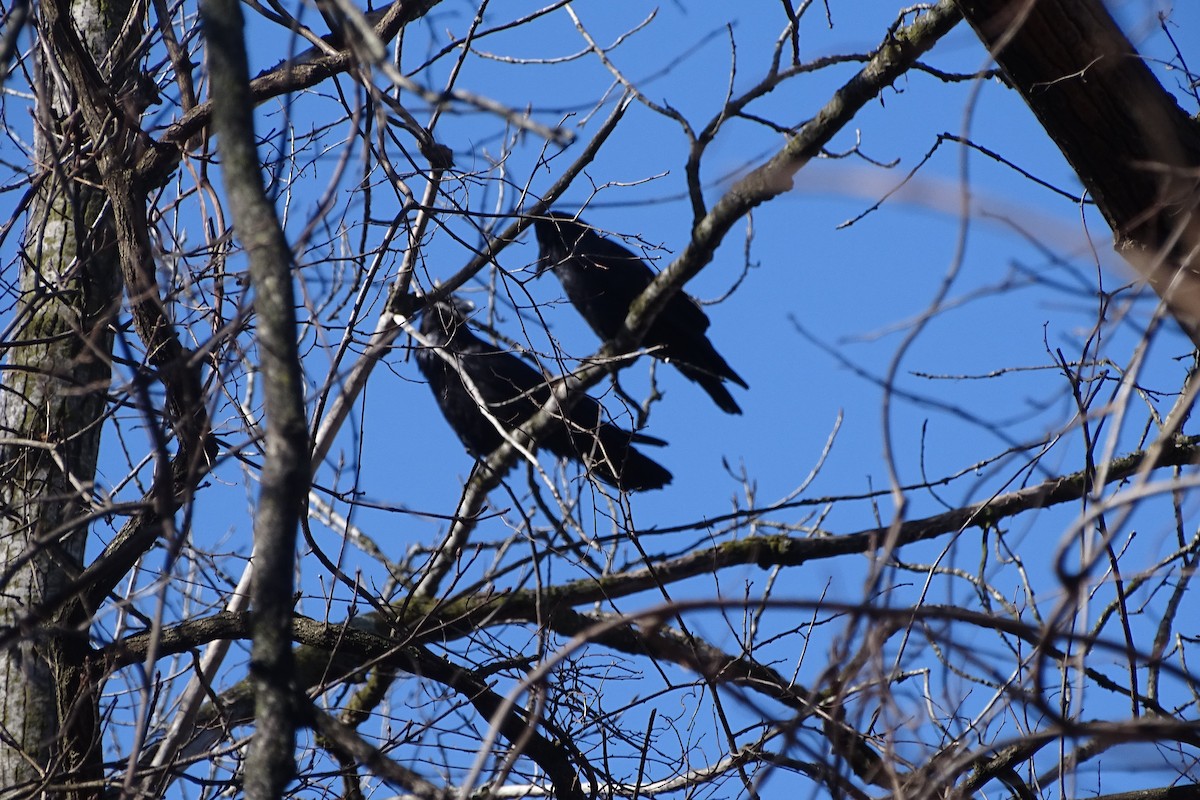 Pennsylvania Bird Atlas Checklist - 25 Feb 2024 - Iron Valley Dr , Cornwall, Pa - 8 species
