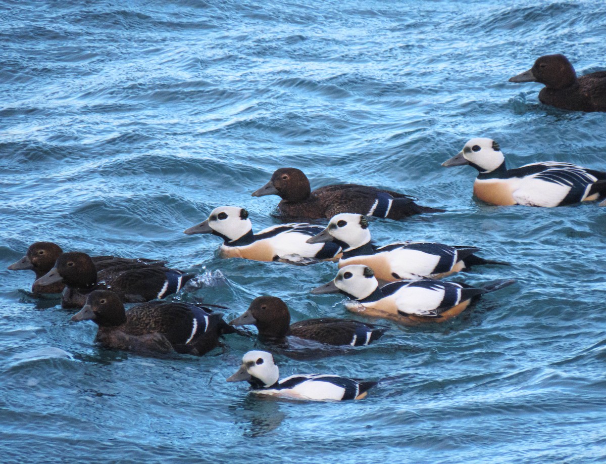 eBird Checklist - 24 Feb 2024 - Homer Spit - 1 species