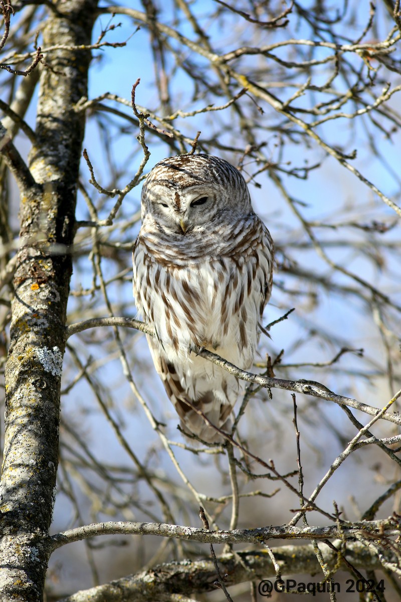 eBird Québec Checklist - 25 Feb 2024 - PN du Mt-St-Bruno - 5 species