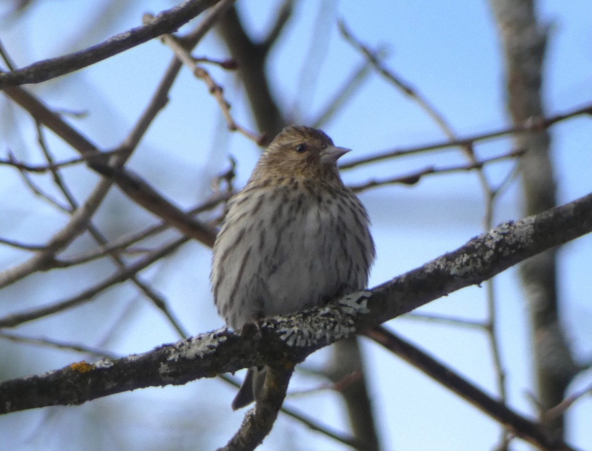 eBird Checklist - 25 Feb 2024 - Wilkinson Rd. @ Fourth Lake Rd. - 5 species