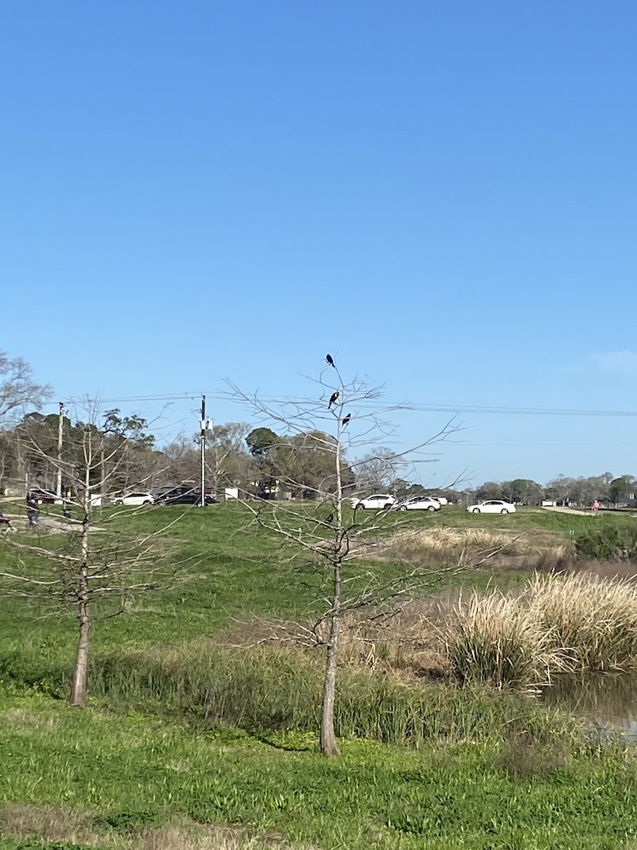 eBird Checklist - 25 Feb 2024 - Exploration Green Phase 1 - 2 species