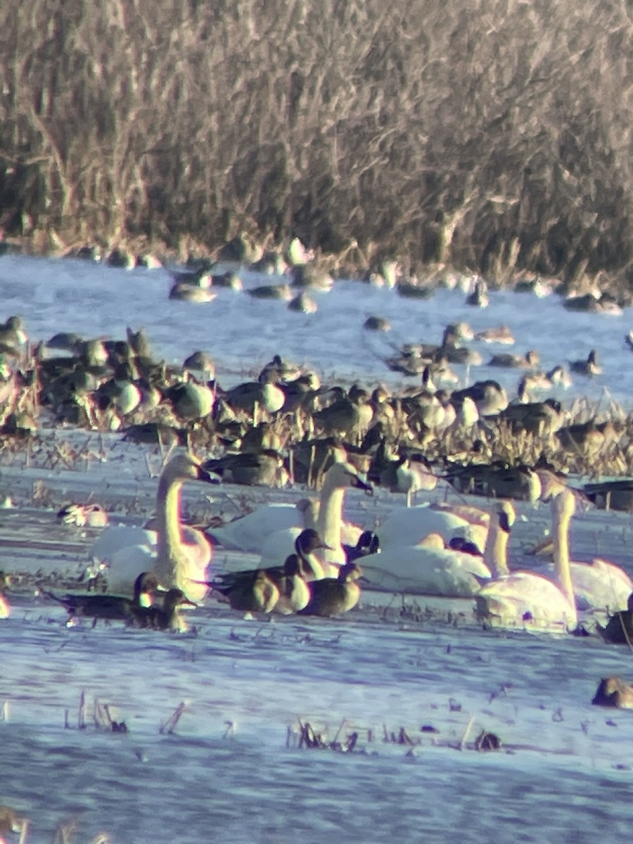 eBird Checklist - 25 Feb 2024 - Killbuck Marsh Wildlife Area--Wright ...