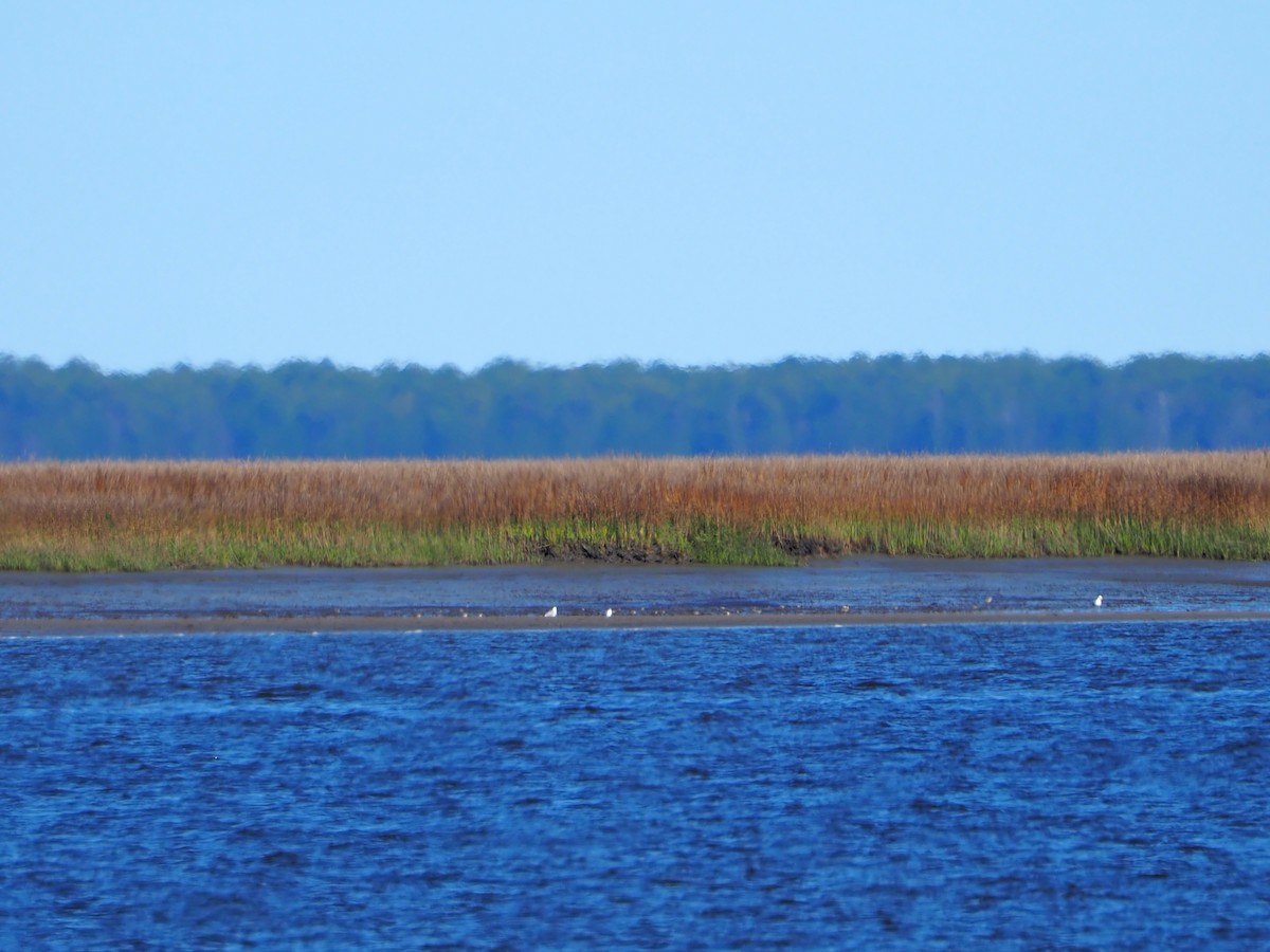 eBird Checklist - 25 Feb 2024 - Harris Neck NWR--Teal/Greenhead Pond ...