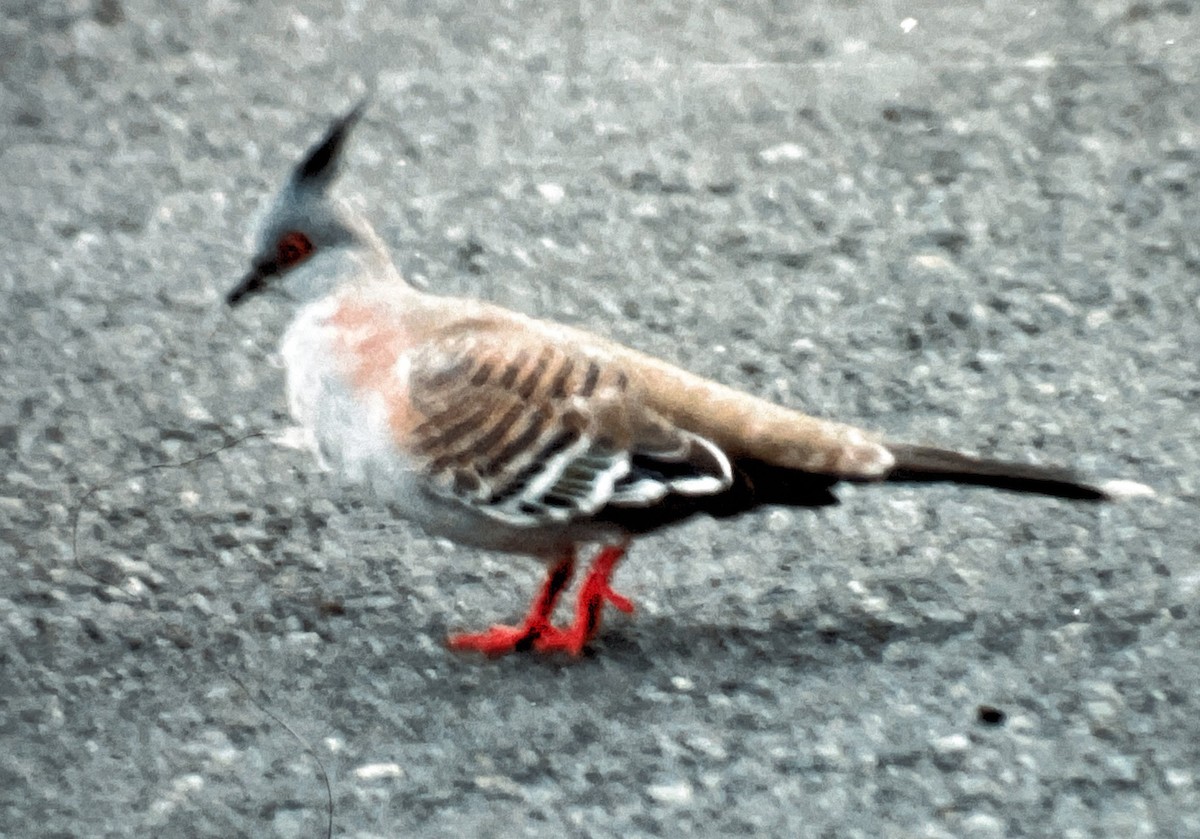 eBird Checklist - 27 Oct 1999 - Northgate Airport Motel Brisbane - 14 ...