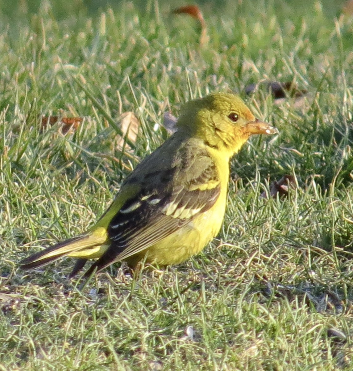 Pennsylvania Bird Atlas Checklist - 25 Feb 2024 - 4 Doveland Ct ...