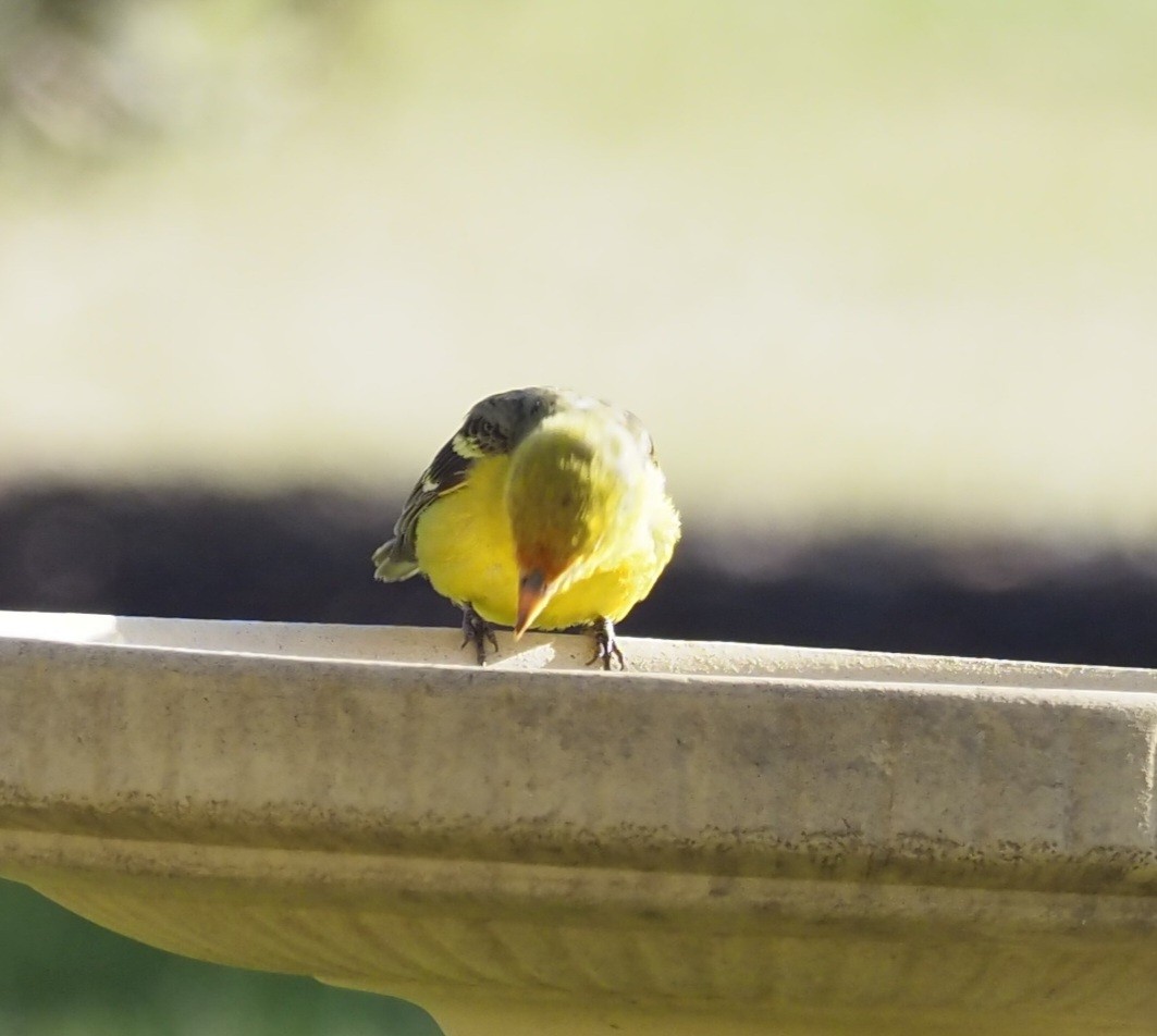 Pennsylvania Bird Atlas Checklist - 25 Feb 2024 - stakeout Western Tanager, 4 Doveland Ct., West ...