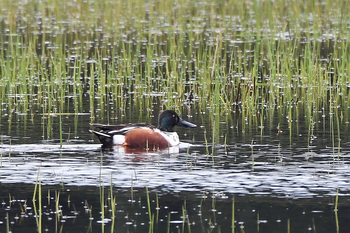eBird Checklist - 25 Feb 2024 - Fakkema Road Wetland near Hunt Road - 8 species