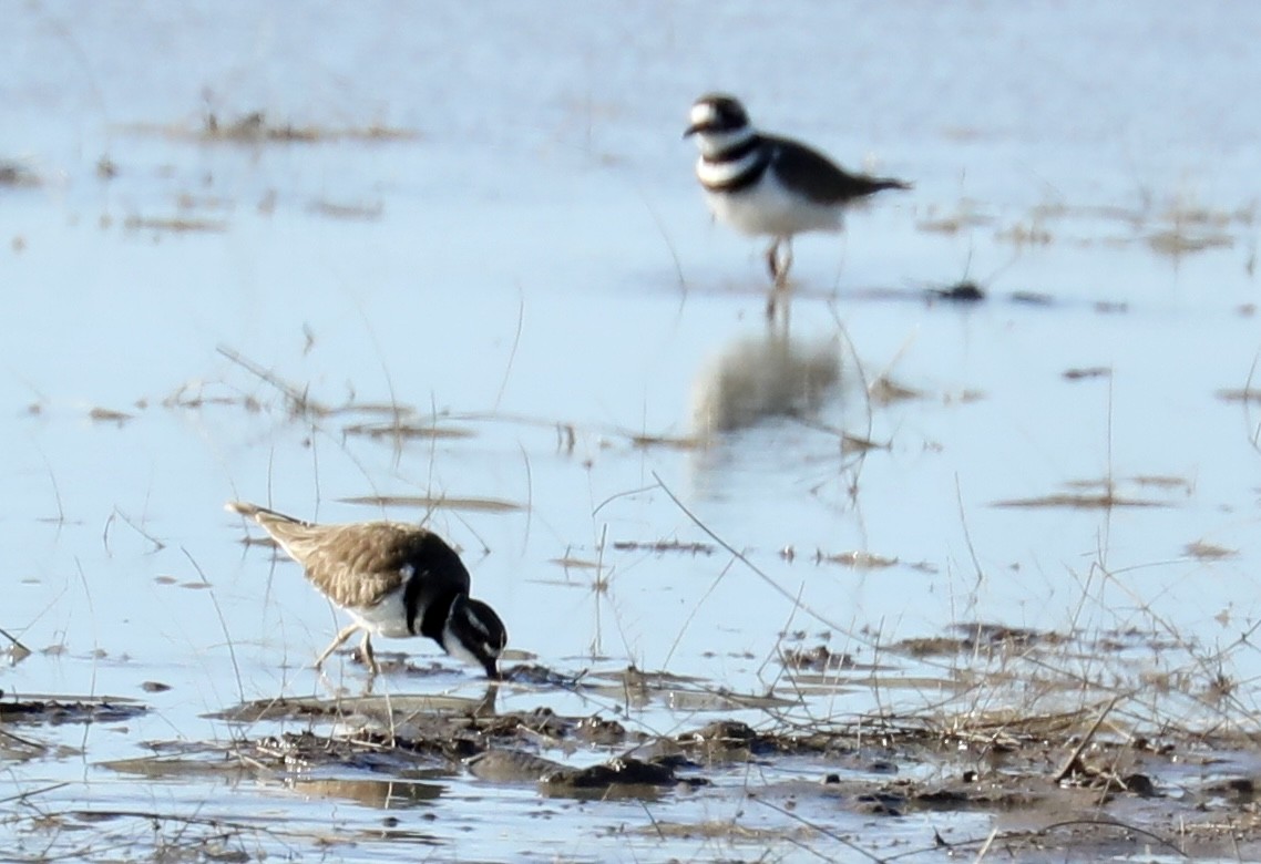 eBird Checklist - 25 Feb 2024 - Private property near Palo Duro Canyon ...