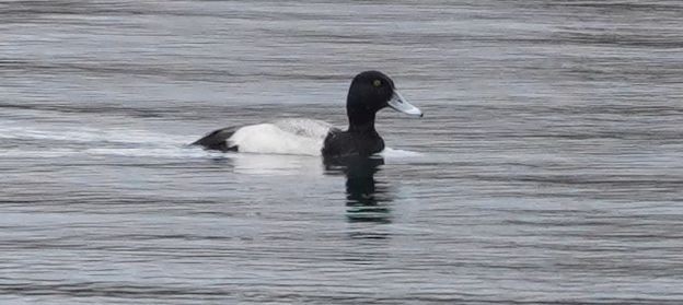 eBird Checklist - 25 Feb 2024 - Stone Quarry Lake - 9 species