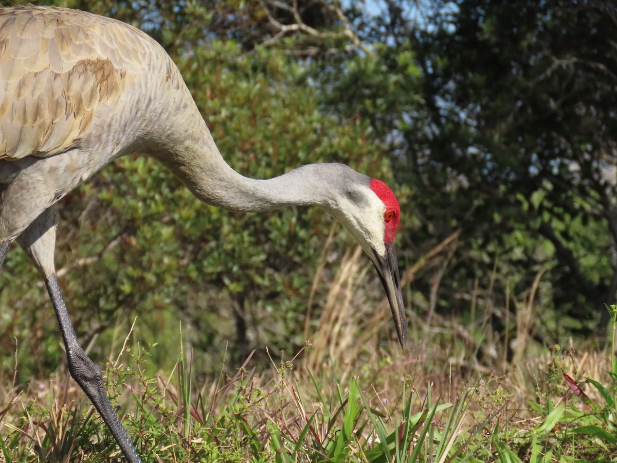 eBird Checklist - 25 Feb 2024 - Sand Hill Crane Park - 27 species (+1 other taxa)