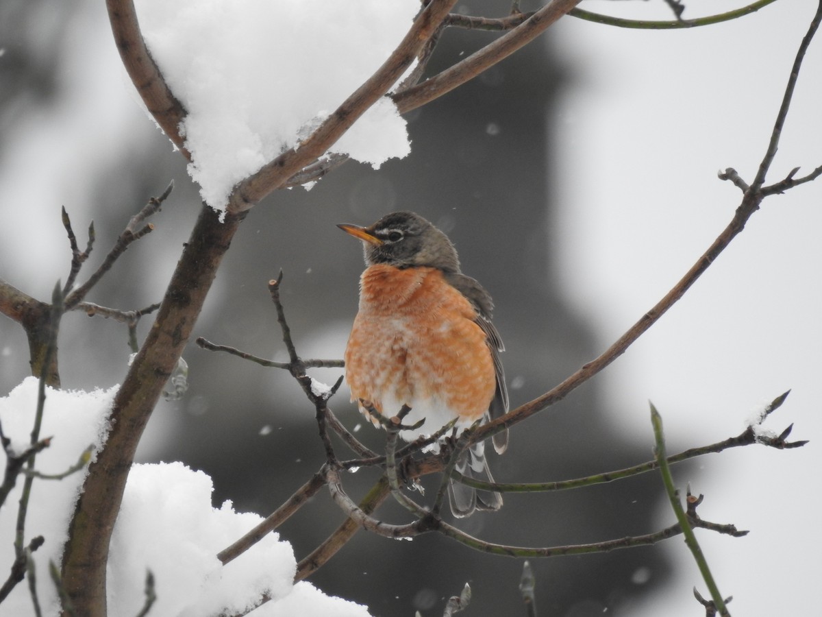 Pennsylvania Bird Atlas Checklist - 17 Feb 2024 - Laurel Hill Cemetery - 25 species (+2 other taxa)