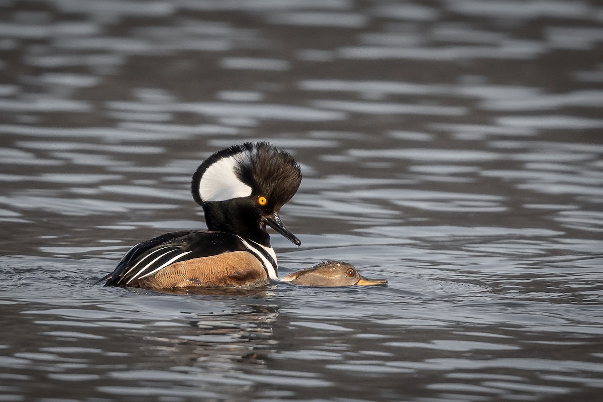 eBird Checklist - 25 Feb 2024 - New Lexington Reservoir 1A - 6 species