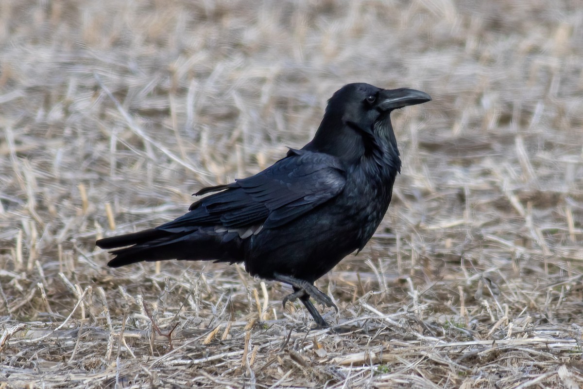 eBird Checklist - 25 Feb 2024 - 13218-12800 Tyler Street, Holland ...