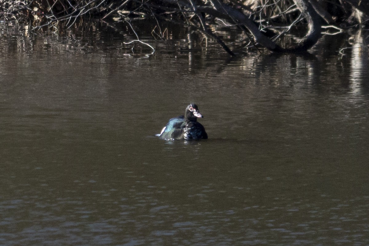 Pennsylvania Bird Atlas Checklist - 24 Feb 2024 - Gifford Pinchot SP--Northeast - 5 species