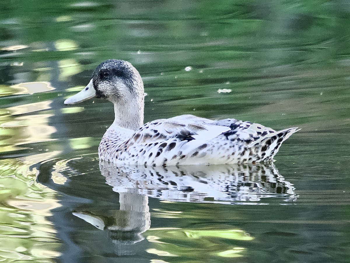 eBird Checklist - 26 Feb 2024 - Stoney creek Toronto - 43 species (+1 ...