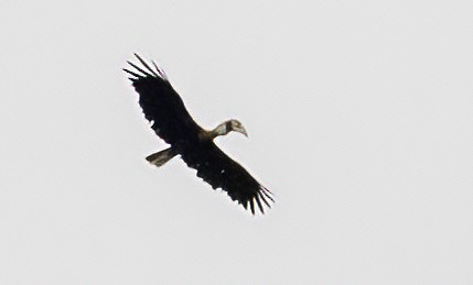 eBird Checklist - 22 Feb 2024 - Dauan Island - 20 species