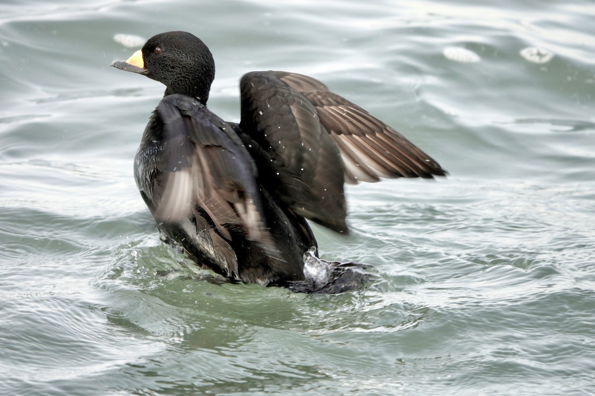 Maryland-DC Breeding Bird Atlas Checklist - 24 Feb 2024 - Indian River ...