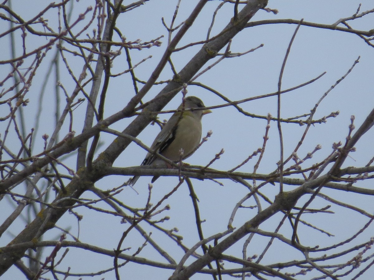 eBird Checklist - 24 Feb 2024 - Pickford (Chippewa Co.) - 18 species