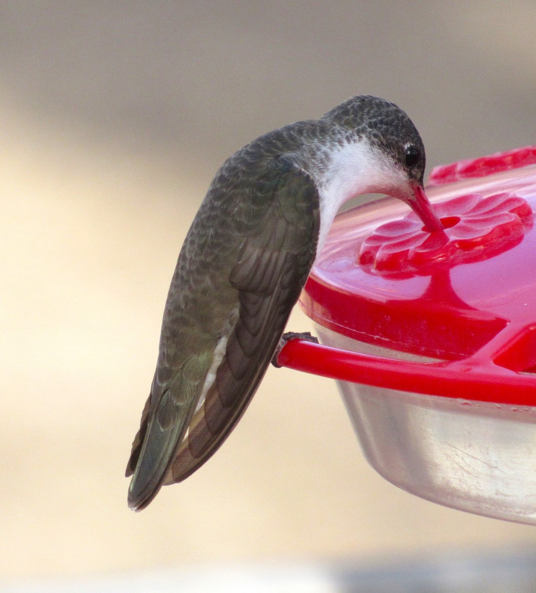 eBird Checklist - 25 Feb 2024 - Paton Center for Hummingbirds (Patons ...