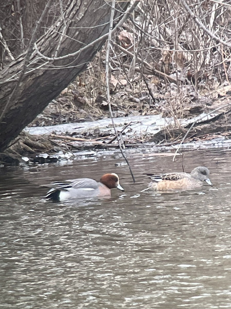 eBird Checklist - 26 Feb 2024 - Biddeford Pool--Great Pond - 8 species