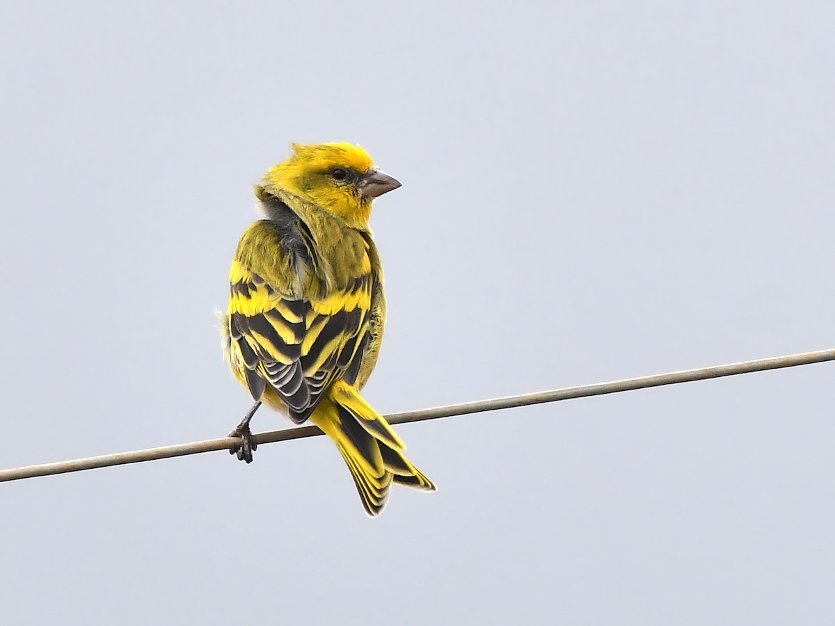 Yellow-crowned Canary - Serinus flavivertex - Birds of the World