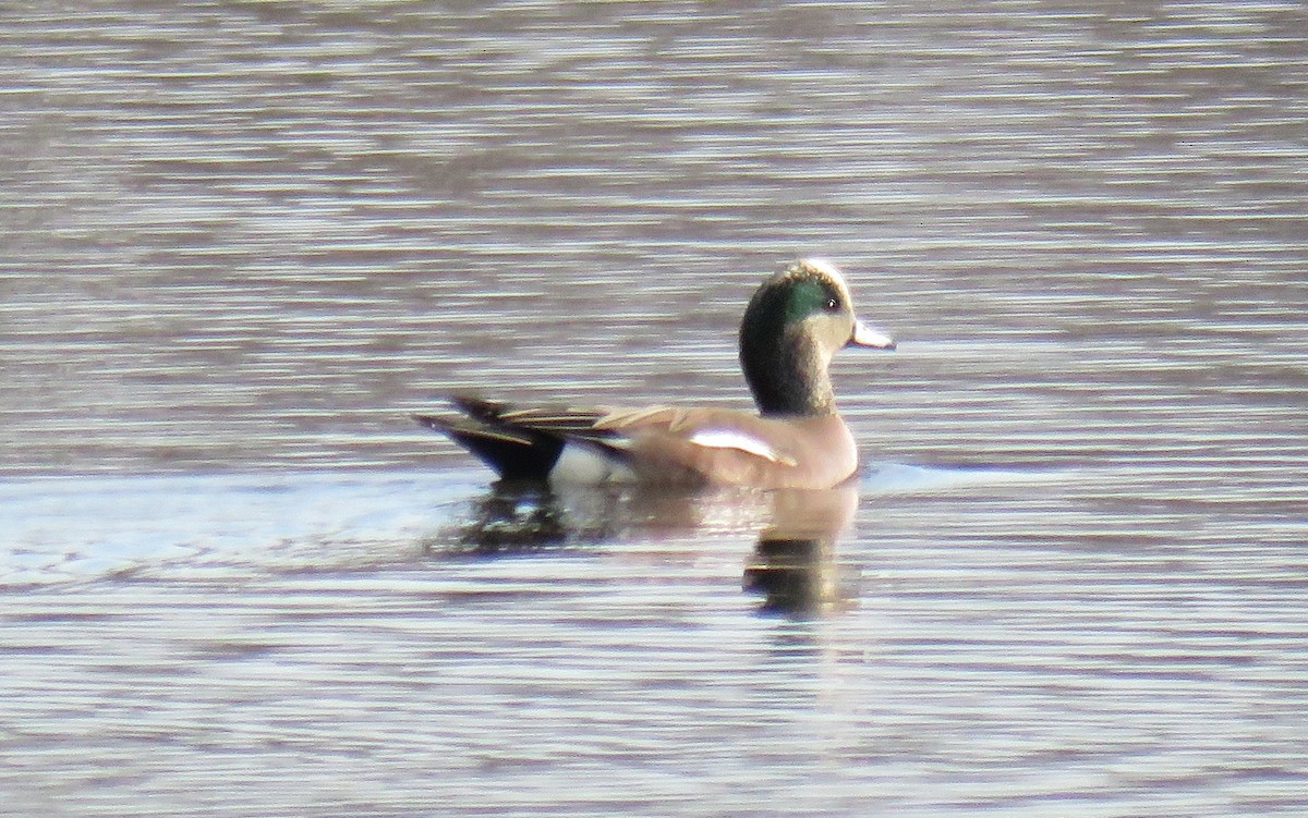 eBird Checklist - 26 Feb 2024 - Silver Lake Regional Park - 39 species