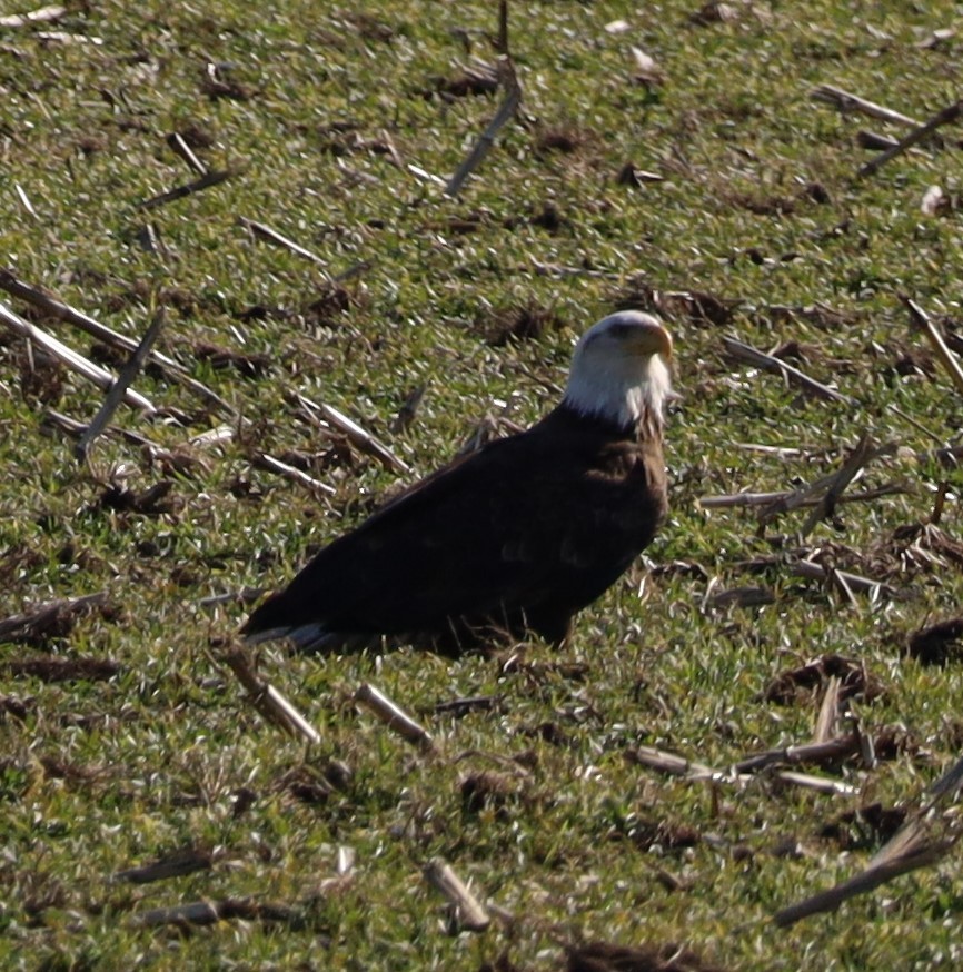 eBird Checklist - 26 Feb 2024 - Neal Ave S--south of 70th St. - 4 species