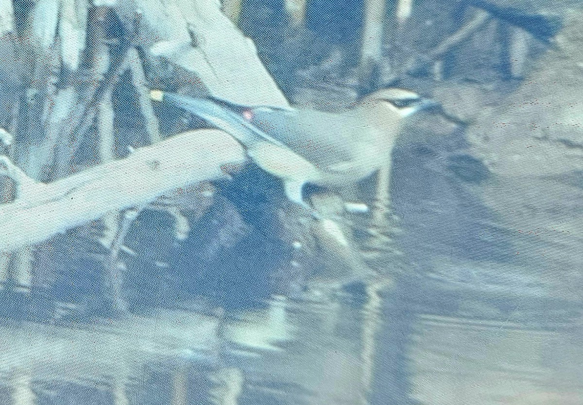 eBird Checklist - 26 Feb 2024 - Willie Chavez Educational Center - 39 ...