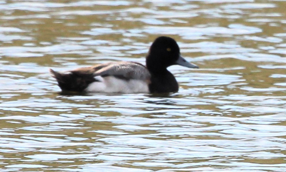 Pennsylvania Bird Atlas Checklist - 26 Feb 2024 - Trax Farm pond - 2 species