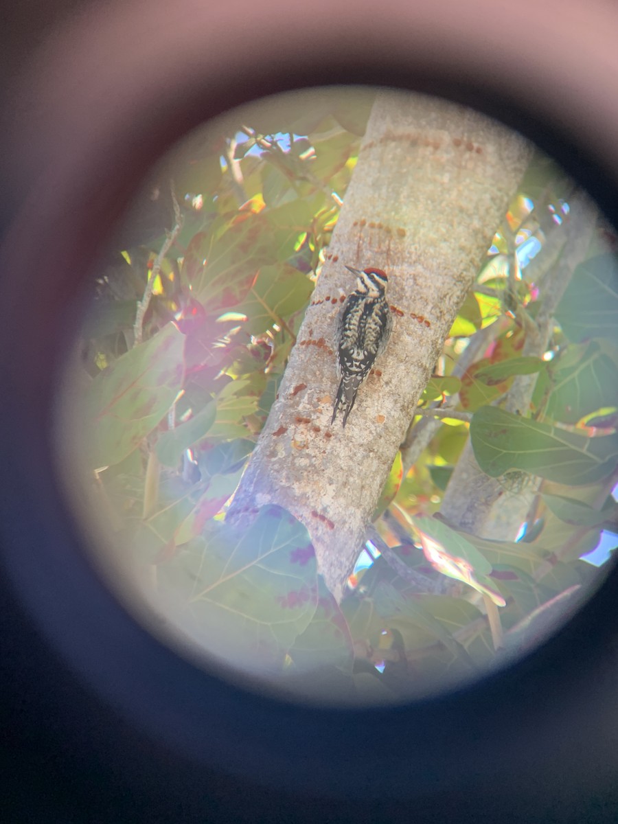 eBird Checklist - 22 Feb 2024 - Venice Neighborhood - 2 species