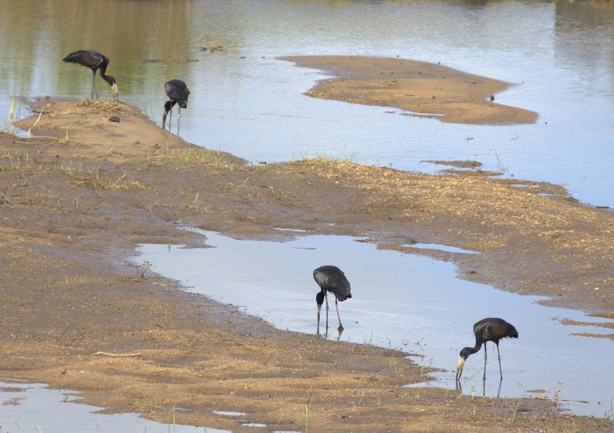 eBird Checklist - 31 Jan 2024 - Kruger NP--Letaba River Bridge - 19 species