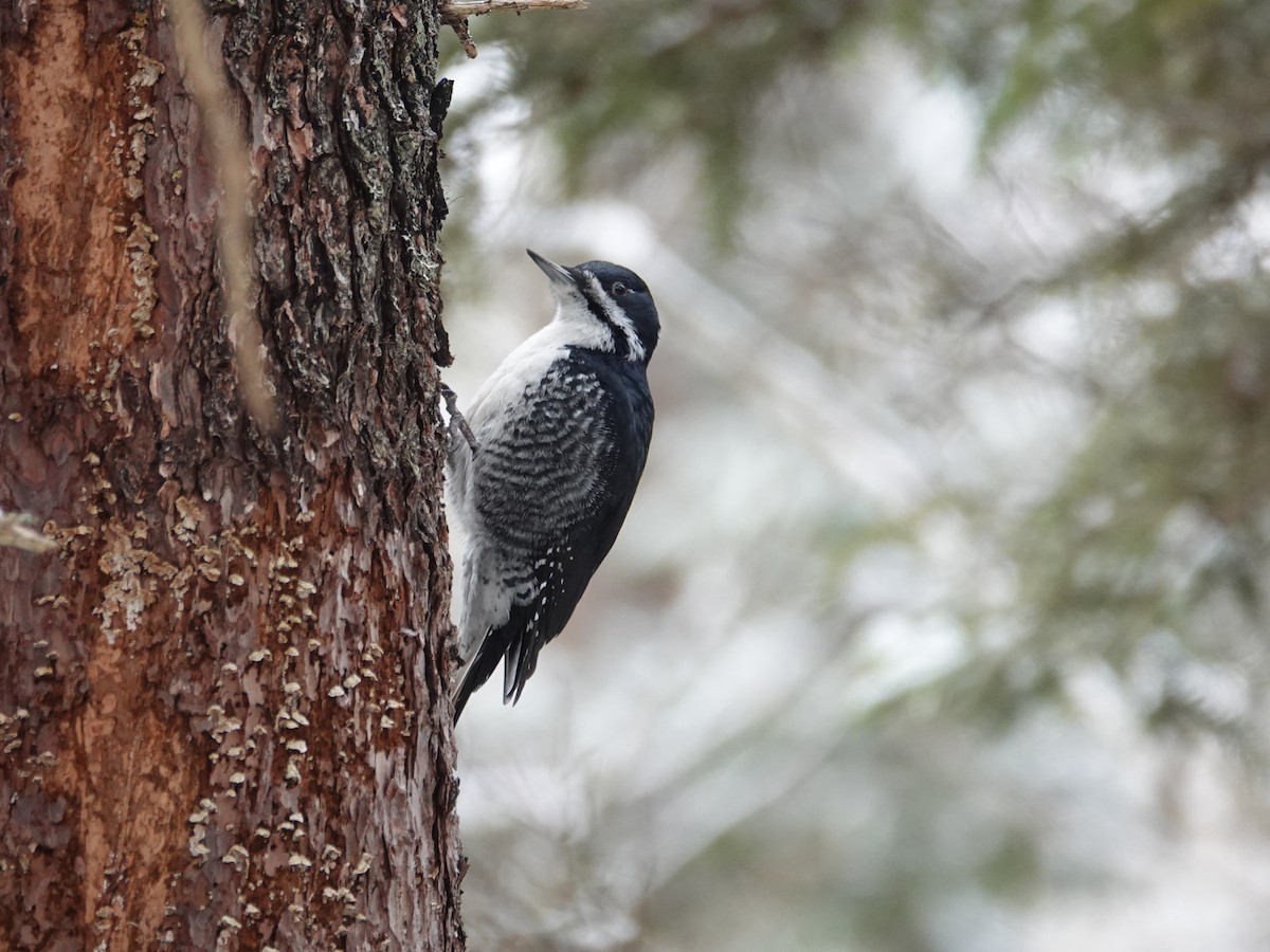 Vermont eBird Checklist - 26 Feb 2024 - Moose Bog, Wenlock WMA - 10 species