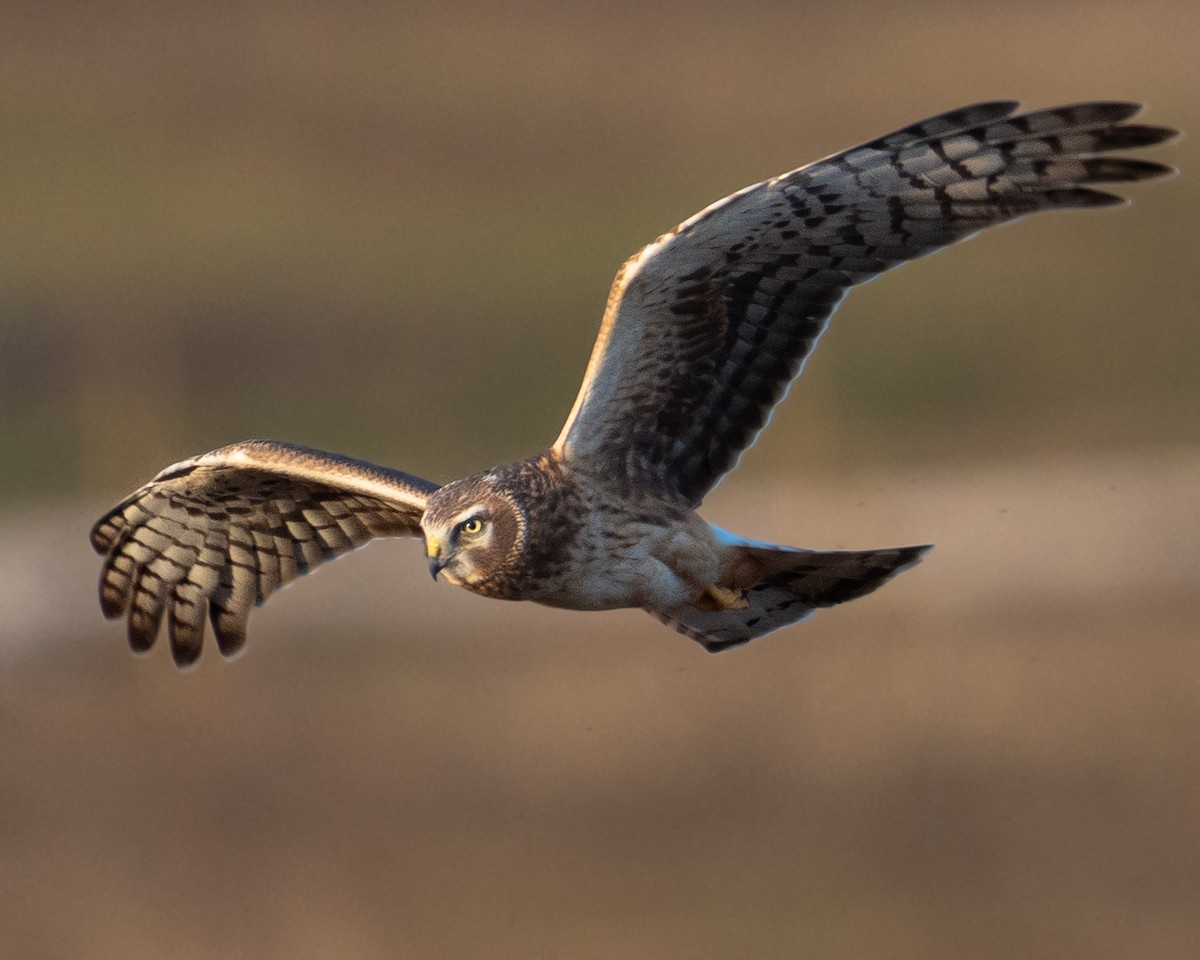eBird Checklist - 26 Feb 2024 - Granville Schools Land Lab - 4 species