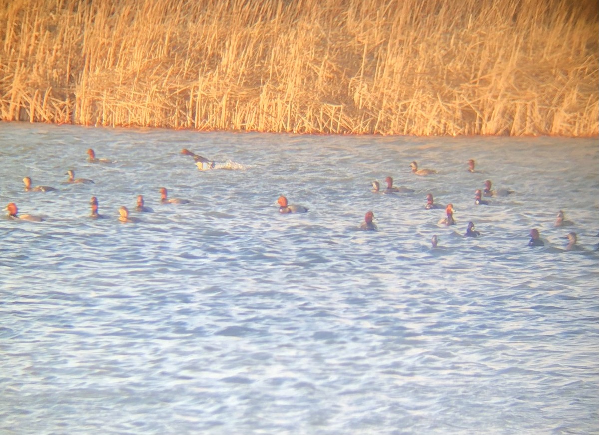 eBird Checklist - 26 Feb 2024 - F. E. Warren Air Force Base, Fe Warren ...