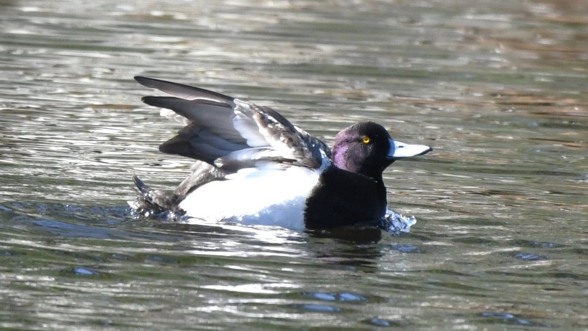 eBird Checklist - 25 Feb 2024 - Home, Kitty Hawk Bay Dr., Colington ...