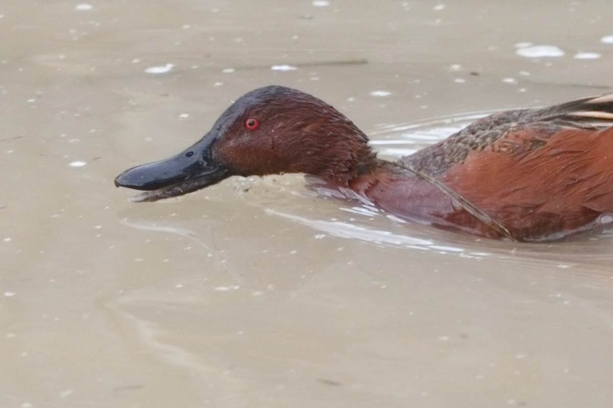 eBird Checklist - 26 Feb 2024 - Riparian Preserve at Gilbert Water ...