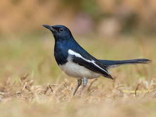 Oriental Magpie-Robin - Copsychus saularis - Birds of the World