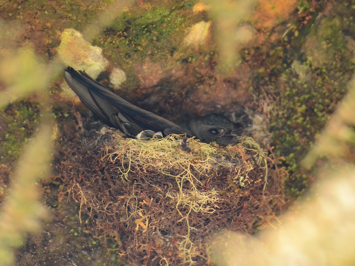 Bornean Swiftlet - Collocalia dodgei - Birds of the World